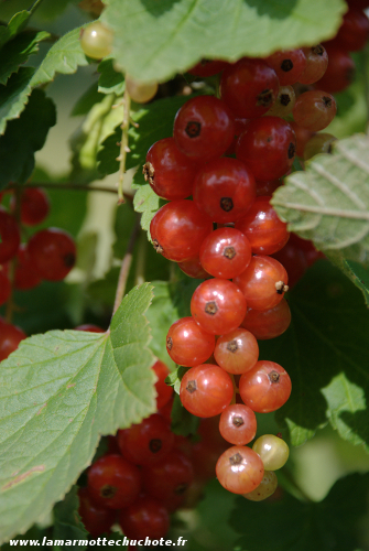 La cueillette des fruits à la ferme