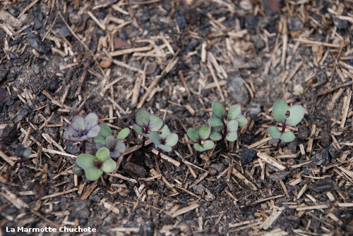 De retour au potager : semis et premières récoltes | La marmotte chuchote